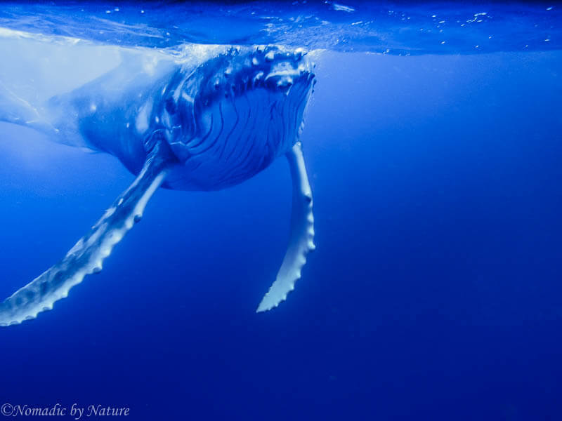 The Deep Wise Eyes of the Humpback Whale • Nomadic by Nature