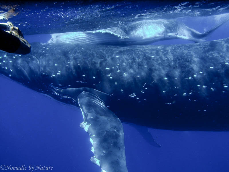 The Deep Wise Eyes of the Humpback Whale • Nomadic by Nature