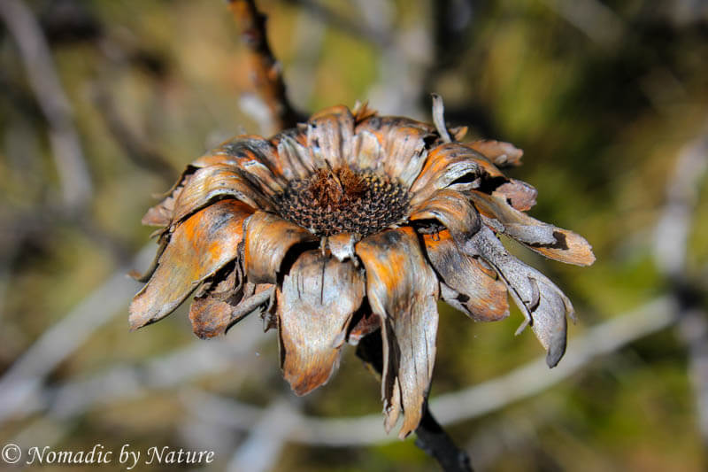 Rutundu: A Rustic Retreat in the Alpine Lakes of Mount Kenya • Nomadic ...