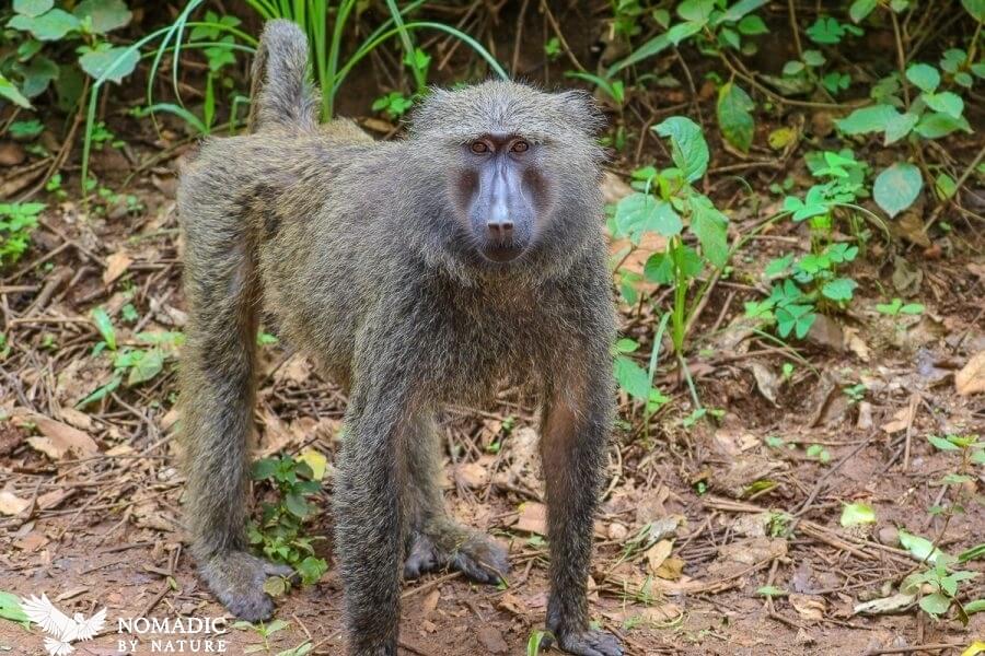 The Wooden Walkways of the Bigodi Wetlands • Nomadic by Nature