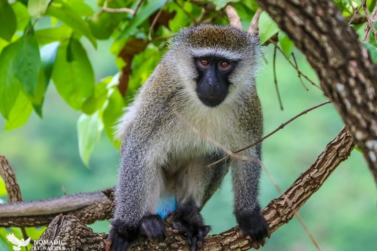 The Wooden Walkways of the Bigodi Wetlands • Nomadic by Nature