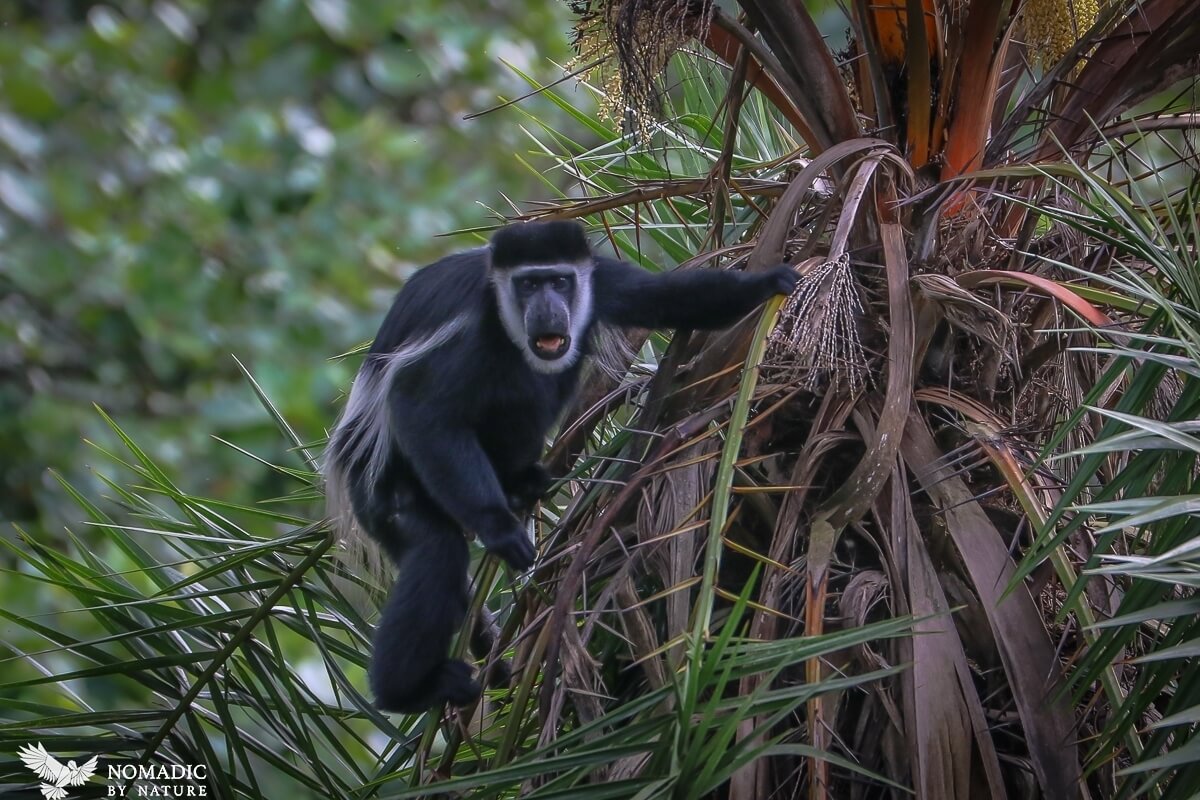 The Wooden Walkways of the Bigodi Wetlands • Nomadic by Nature