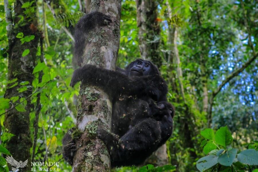 The Gorillas Guardians of Bwindi • Nomadic by Nature