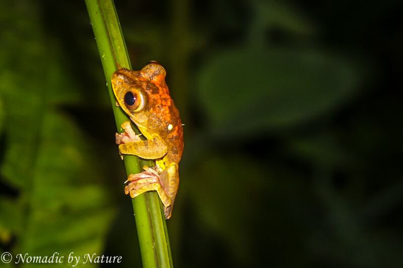 The Secret Nightlife of the Danum Valley • Nomadic by Nature