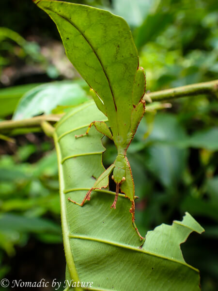 The Secret Nightlife of the Danum Valley • Nomadic by Nature