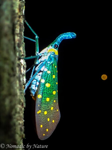 The Secret Nightlife of the Danum Valley • Nomadic by Nature