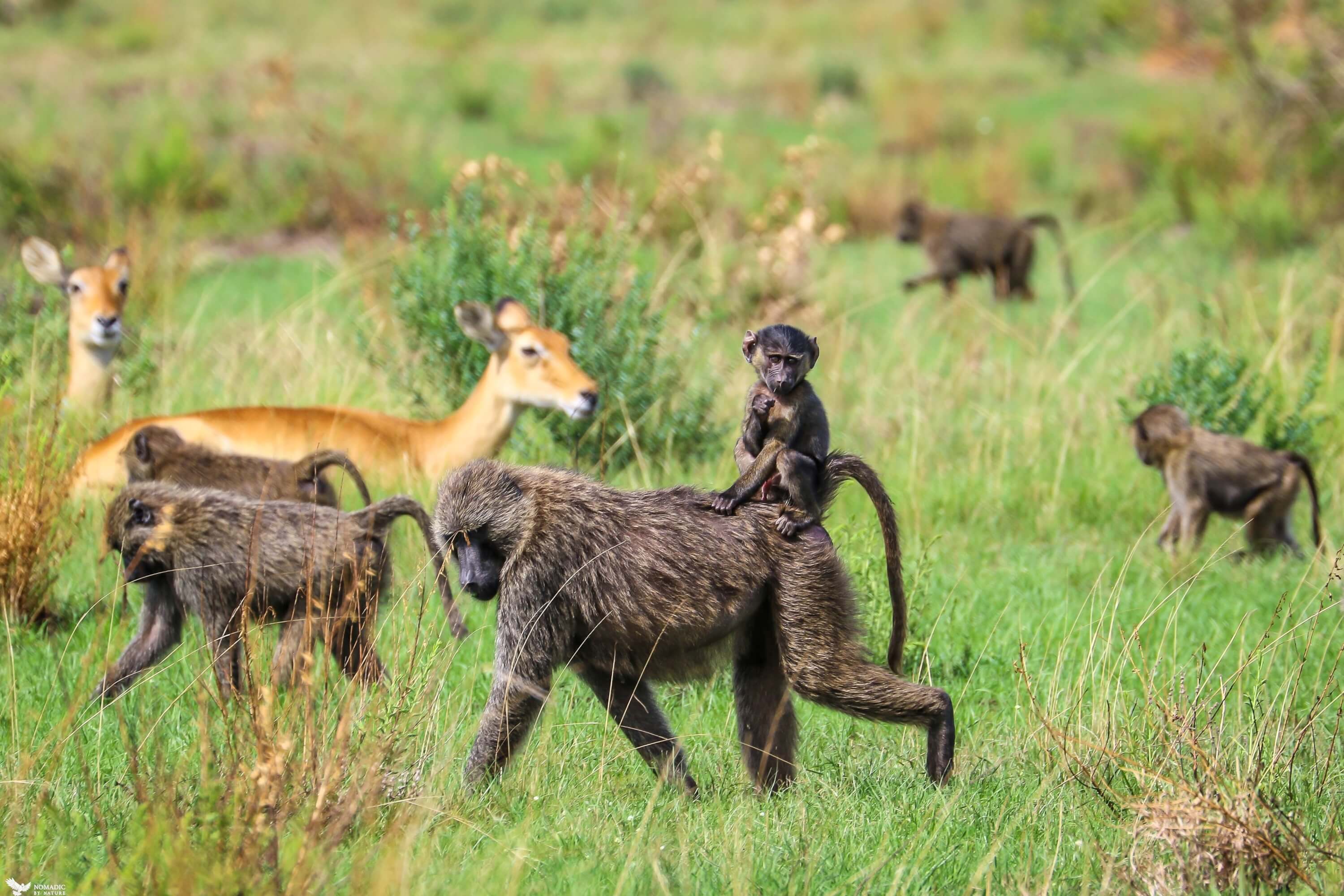 The Tree Lions of Ishasha • Nomadic by Nature