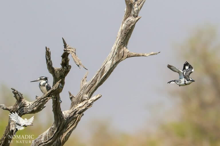 The Uncharted Abyss of the Okavango Delta • Nomadic by Nature