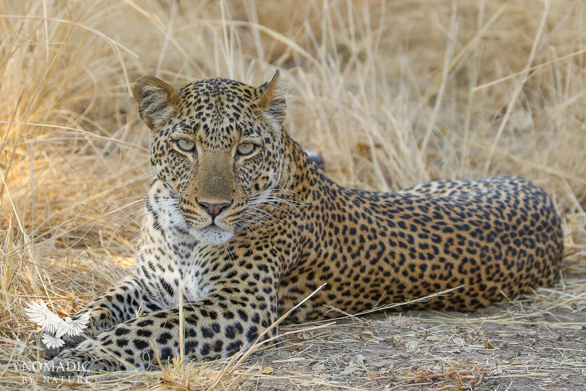 Dreaming of Safari in South Luangwa • Nomadic by Nature