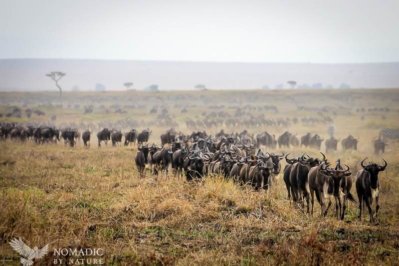The Great Migration: Cycles and Circles • Nomadic by Nature