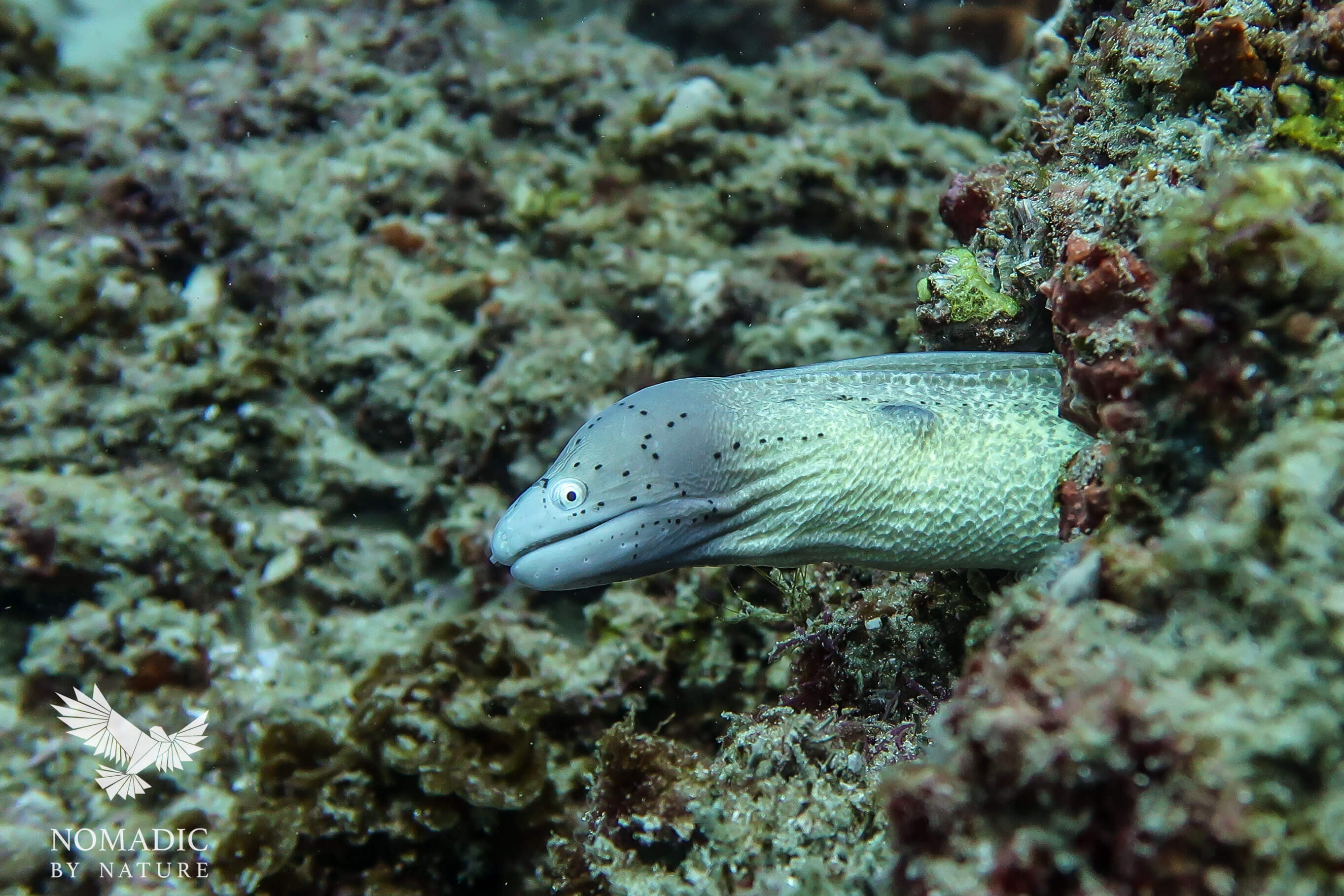 Scuba Diving Tofo: In Search of African Pelagics • Nomadic by Nature