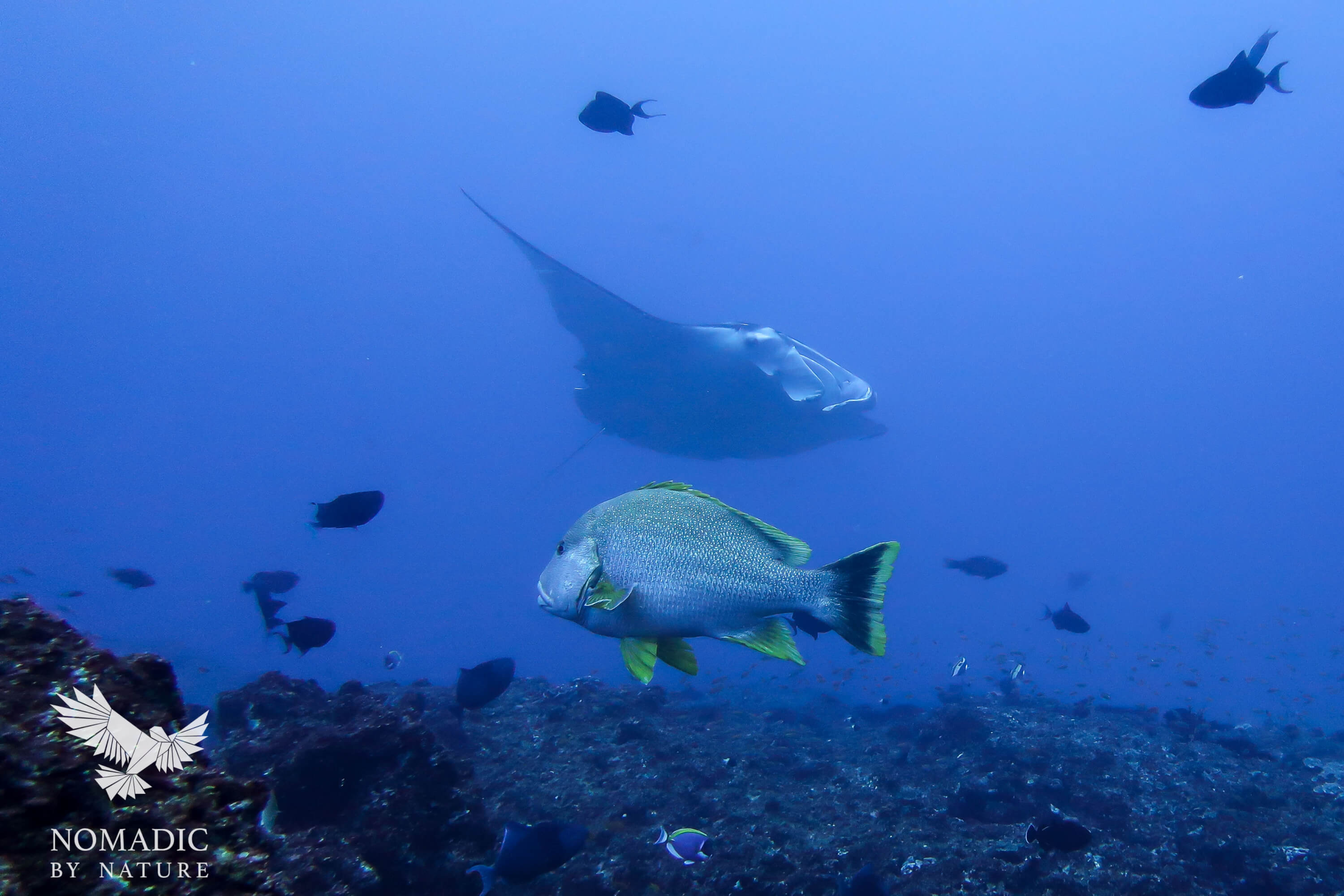 Scuba Diving Tofo: In Search of African Pelagics • Nomadic by Nature