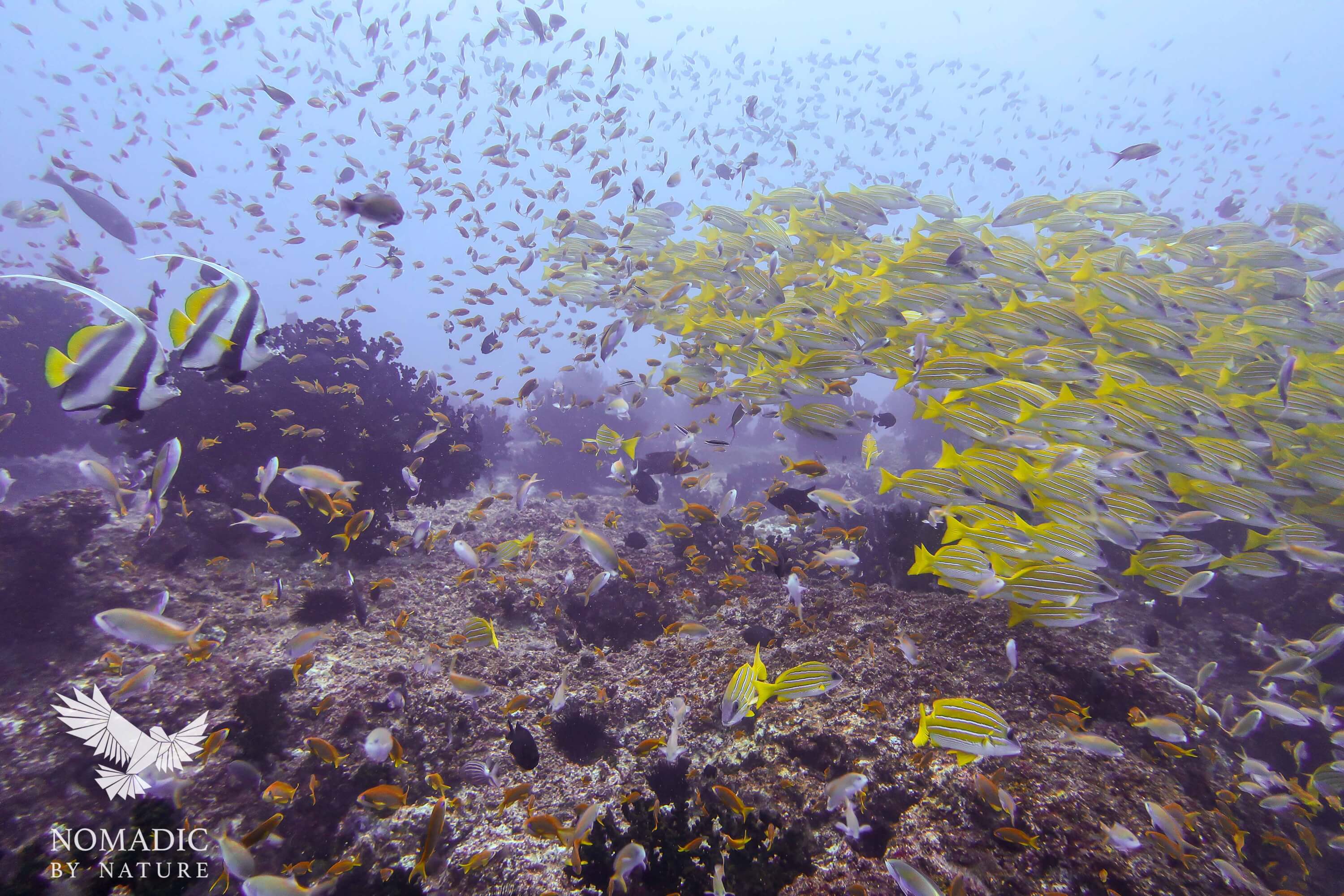 Scuba Diving Tofo: In Search of African Pelagics • Nomadic by Nature