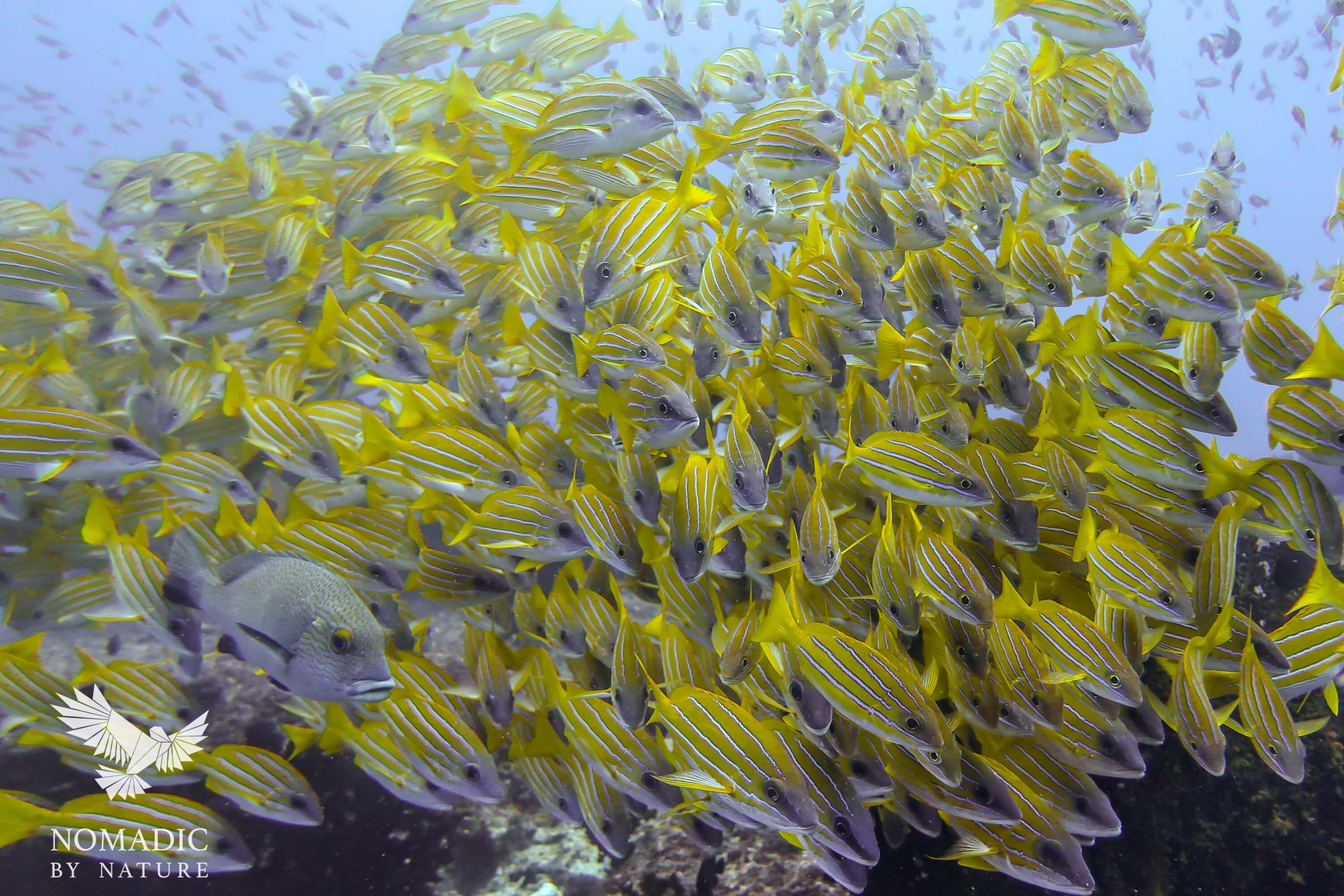 Scuba Diving Tofo: In Search of African Pelagics • Nomadic by Nature