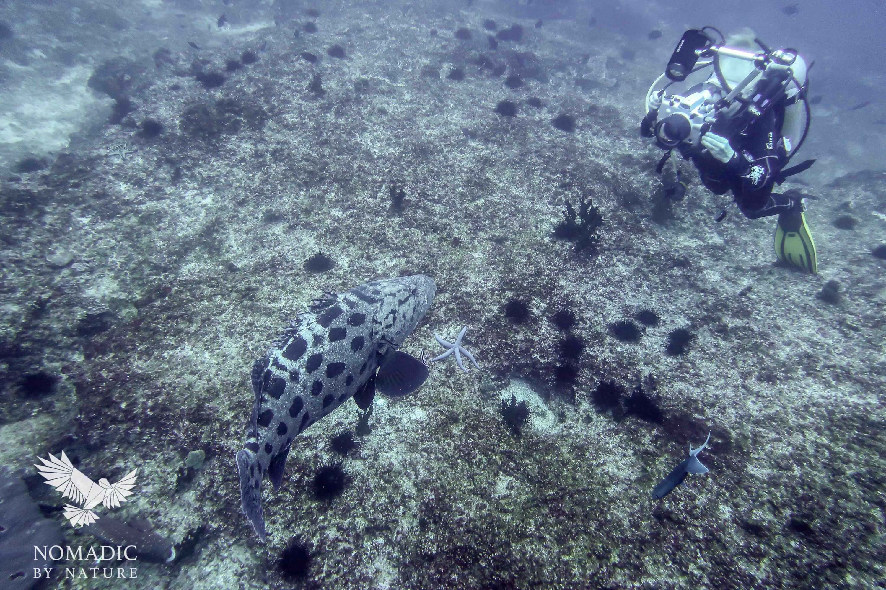 Scuba Diving Tofo: In Search of African Pelagics • Nomadic by Nature